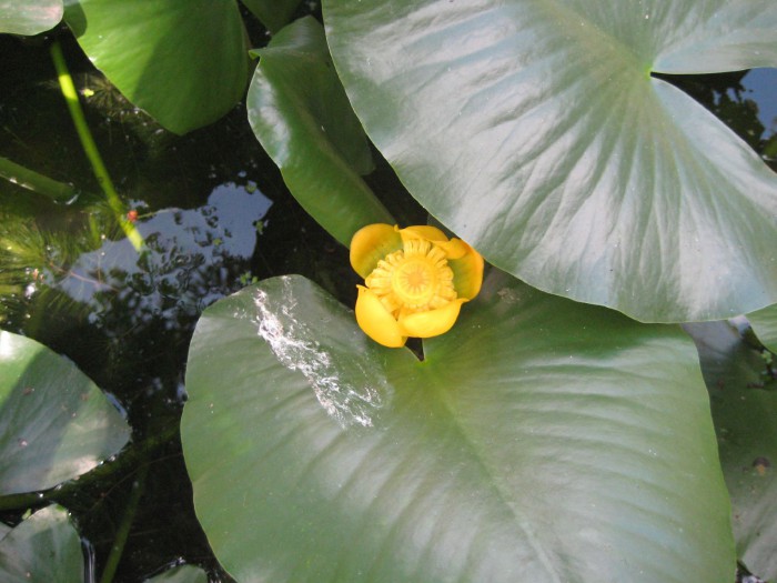 Spatterdock (Cow Lily) | Applied Aquatic Management