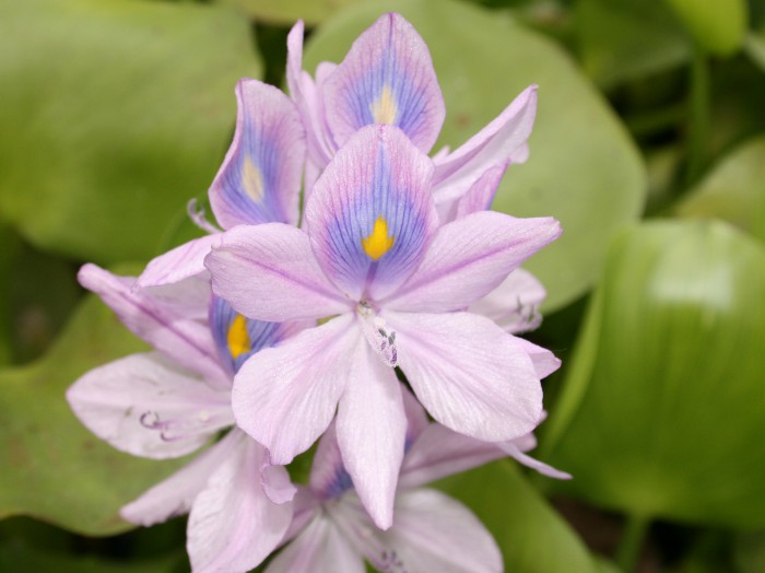 Water Hyacinth | Applied Aquatic Management