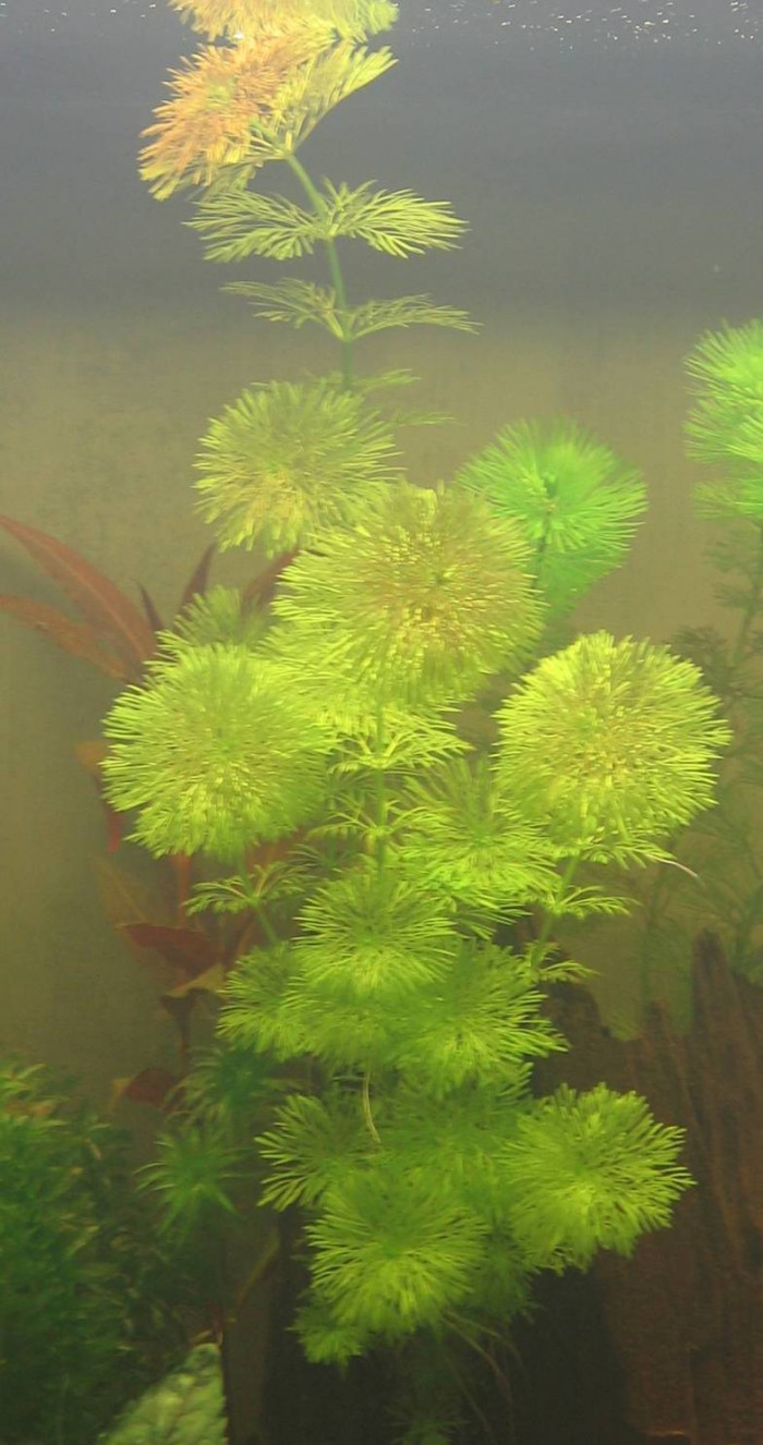 Limnophila | Applied Aquatic Management