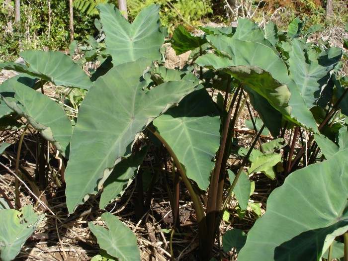 Wild Taro | Applied Aquatic Management