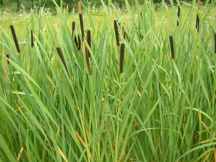 Cattail | Applied Aquatic Management